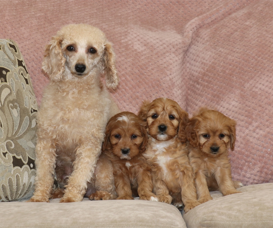 Country Lane Paws - Fifi - Our Dogs